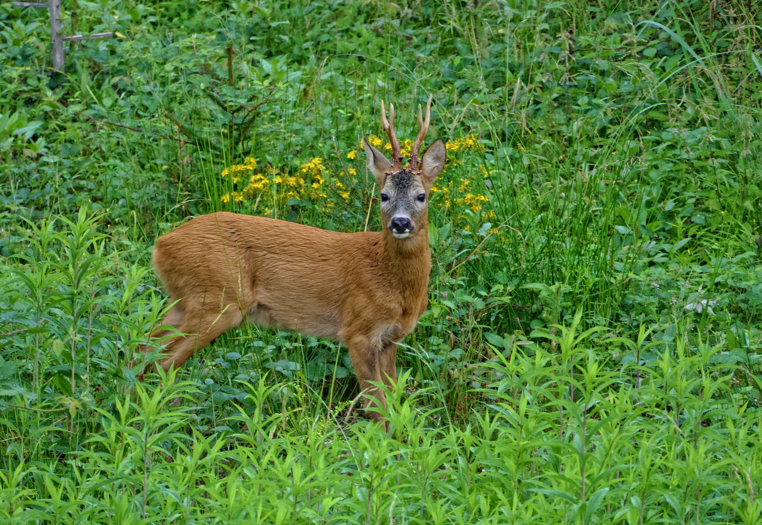 Rehbock Foto & Bild | wald, sommer, tiere Bilder auf fotocommunity