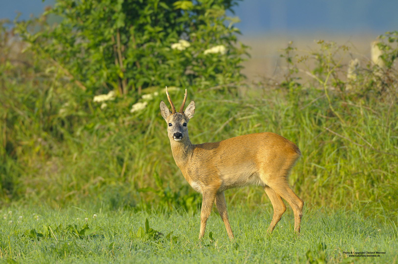 Rehbock Foto & Bild | tiere, wildlife, säugetiere Bilder auf fotocommunity