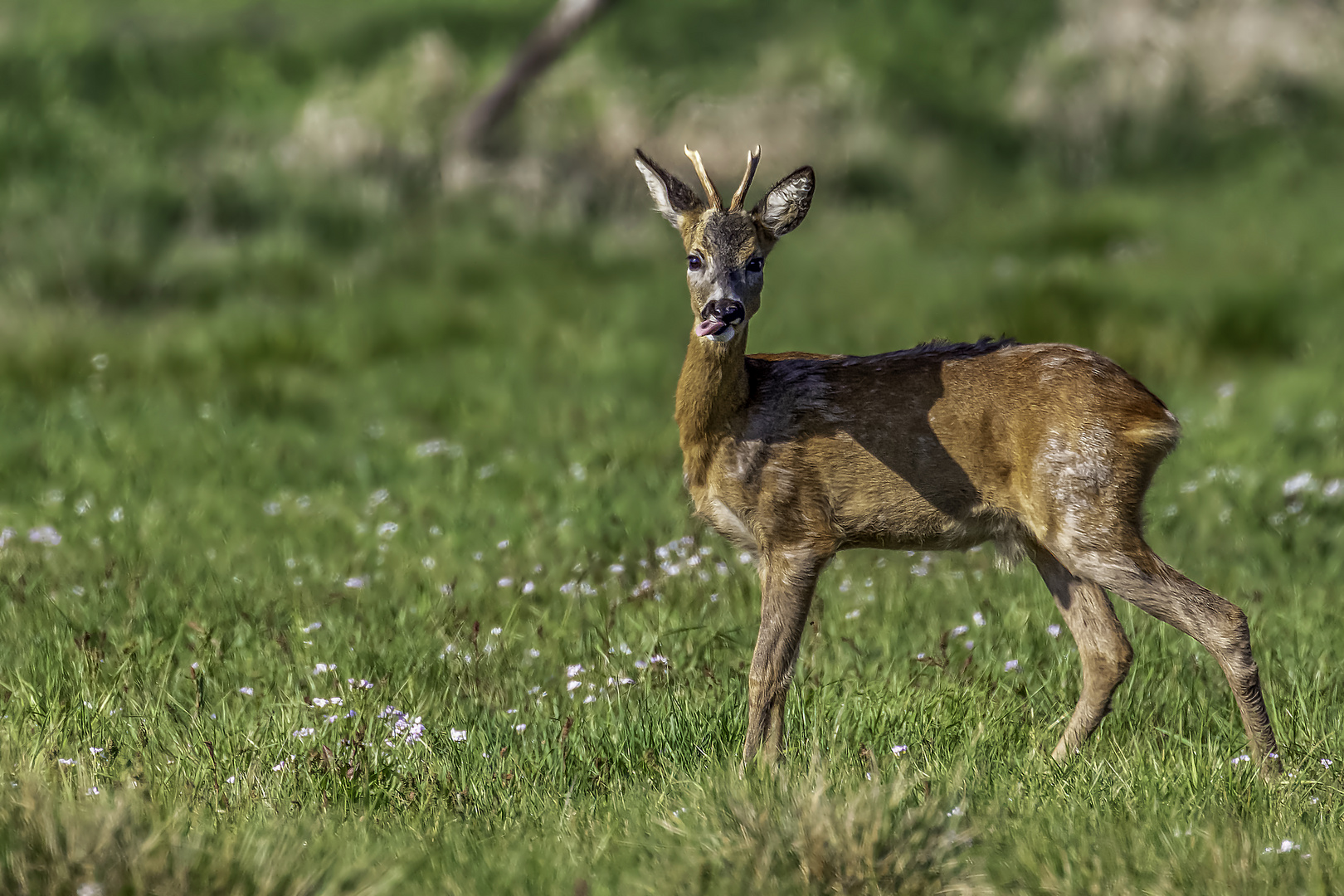 Rehbock (Capreolus capreolus) Foto & Bild | natur, tiere, wildlife ...