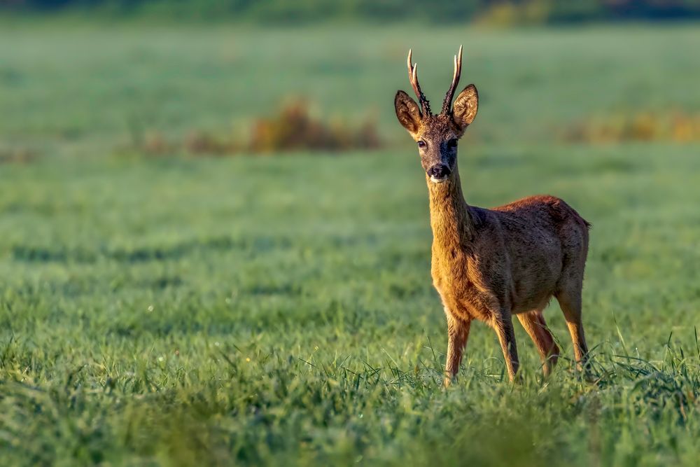 Rehbock (Capreolus capreolus) Foto & Bild | tiere, wildlife, natur ...