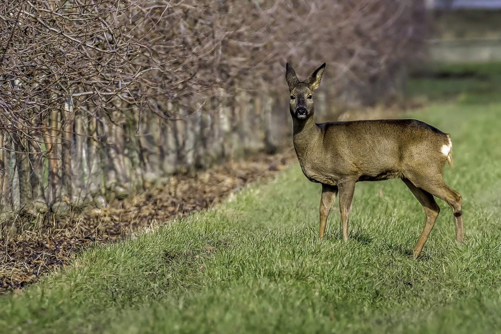 Rehbock (Capreolus capreolus) Foto & Bild | tiere, wildlife, natur ...
