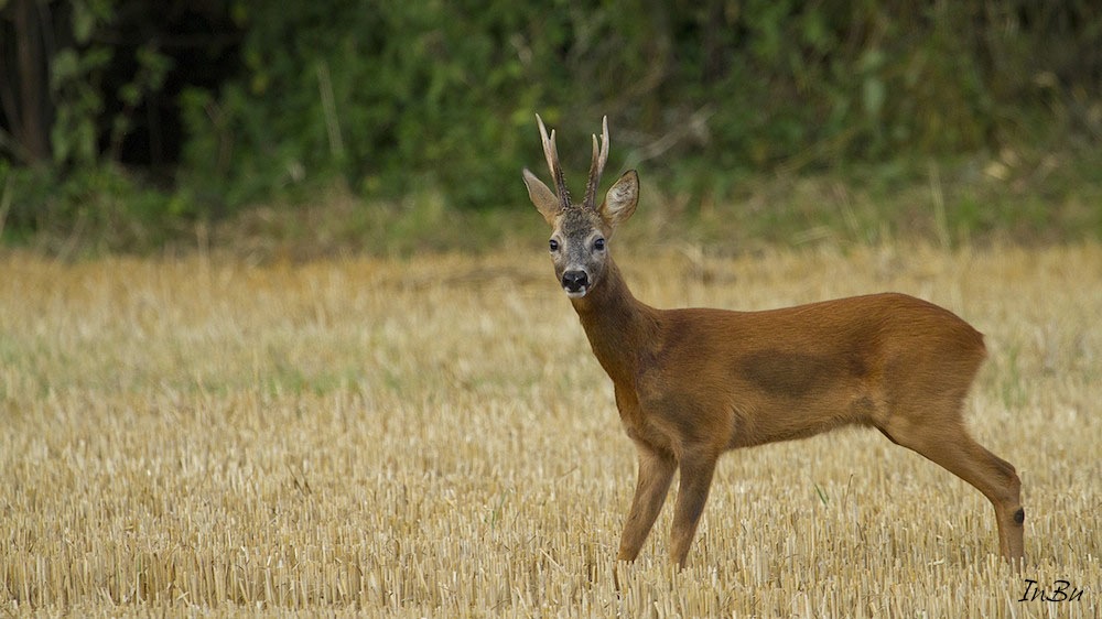 Rehbock Foto & Bild | sommer, natur, tiere Bilder auf fotocommunity