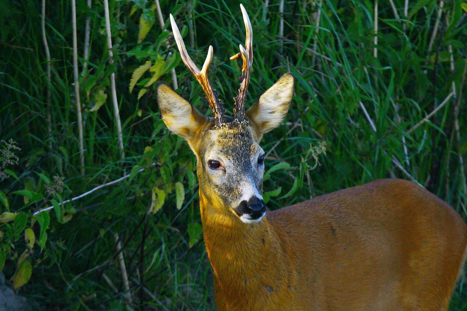Rehbock Foto & Bild | tiere, wildlife, säugetiere Bilder auf fotocommunity