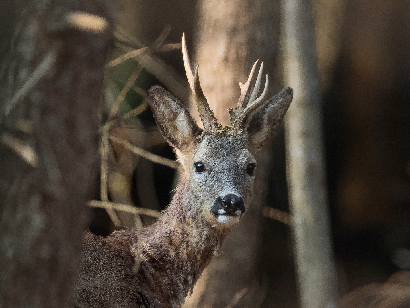 Rehbock Foto & Bild | natur, tiere, wildlife Bilder auf fotocommunity