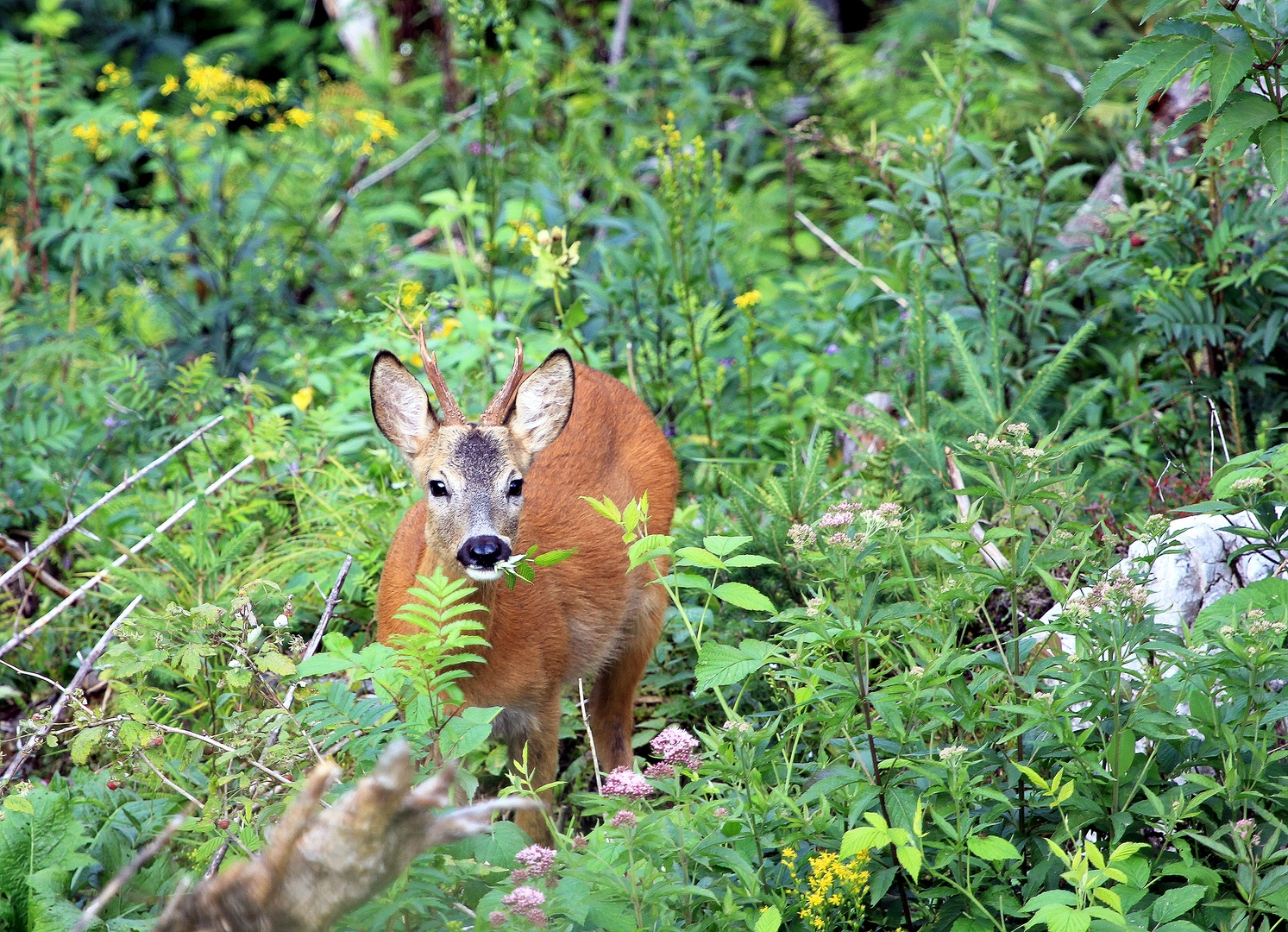 Rehbock Foto & Bild | tiere, wildlife, säugetiere Bilder auf fotocommunity