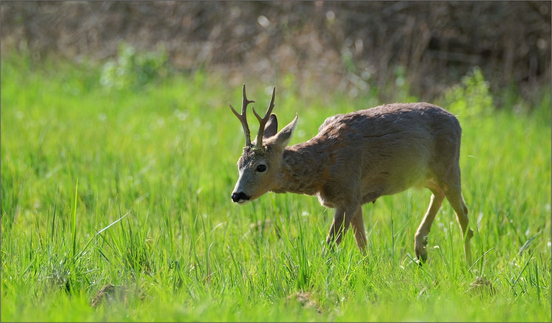 ...Rehbock... Foto & Bild | tiere, wildlife, säugetiere Bilder auf ...