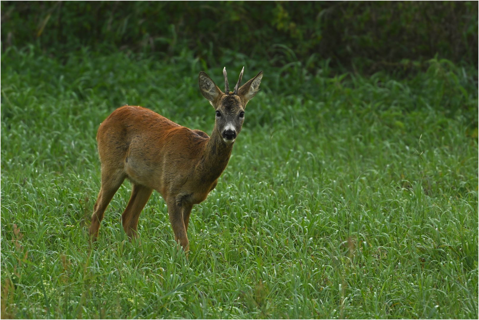 Rehbock Foto & Bild | tiere, wildlife, säugetiere Bilder auf fotocommunity