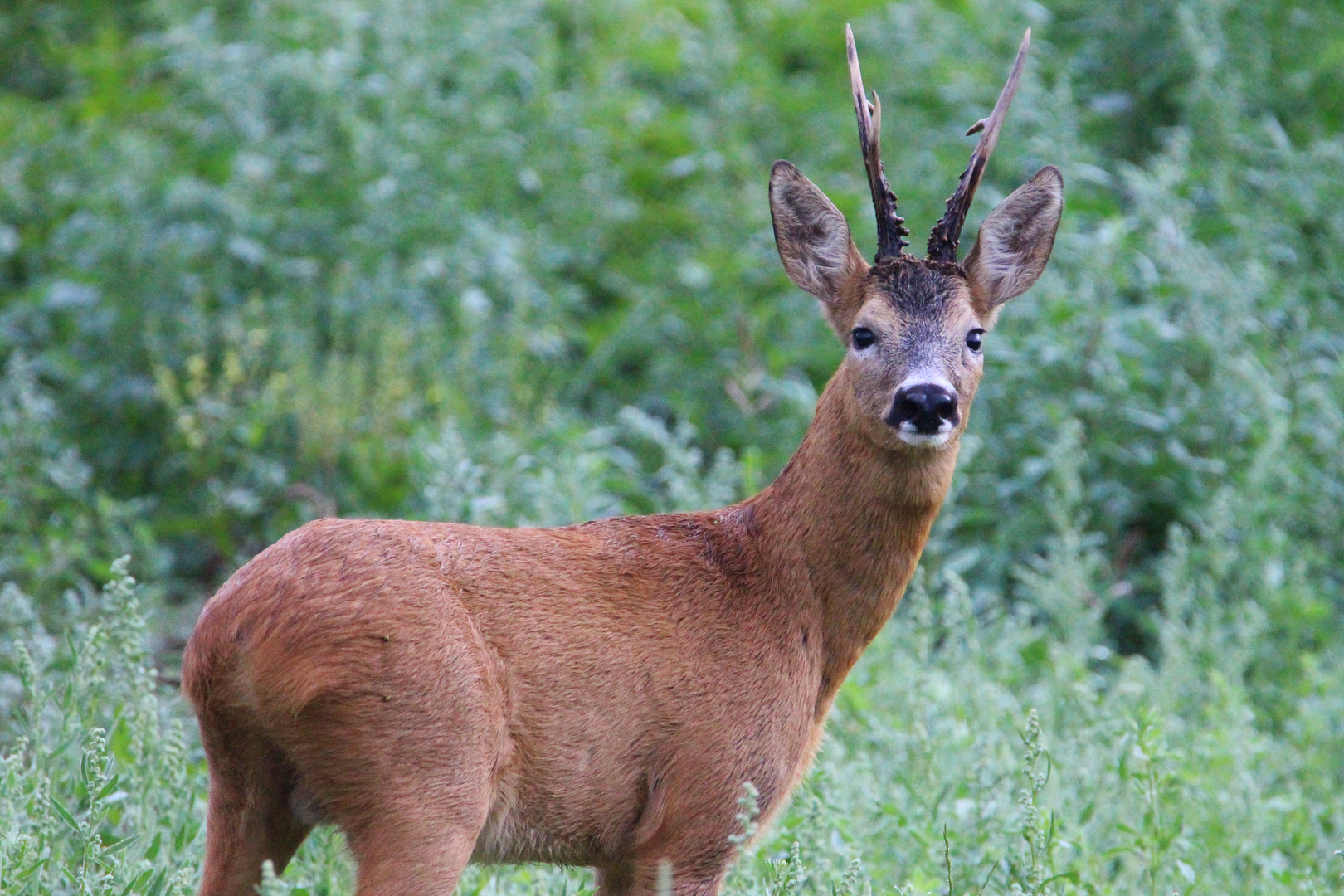 Rehbock Foto & Bild | wald, sommer, wiese Bilder auf fotocommunity