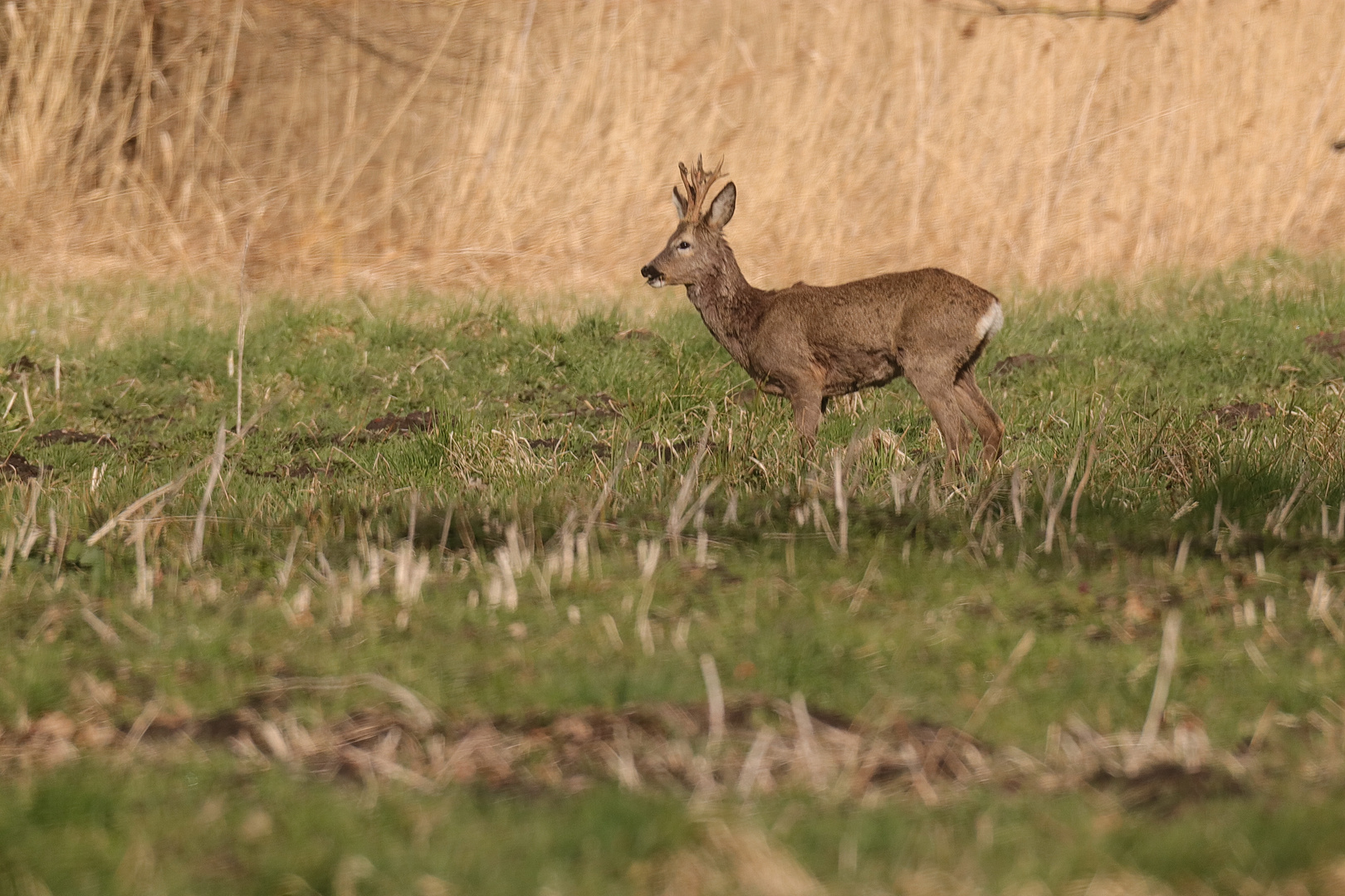 Rehbock Foto & Bild | tiere, wildlife, säugetiere Bilder auf fotocommunity