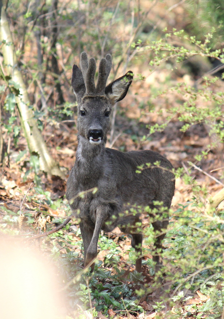Rehbock Foto & Bild | tiere, wildlife, säugetiere Bilder auf fotocommunity