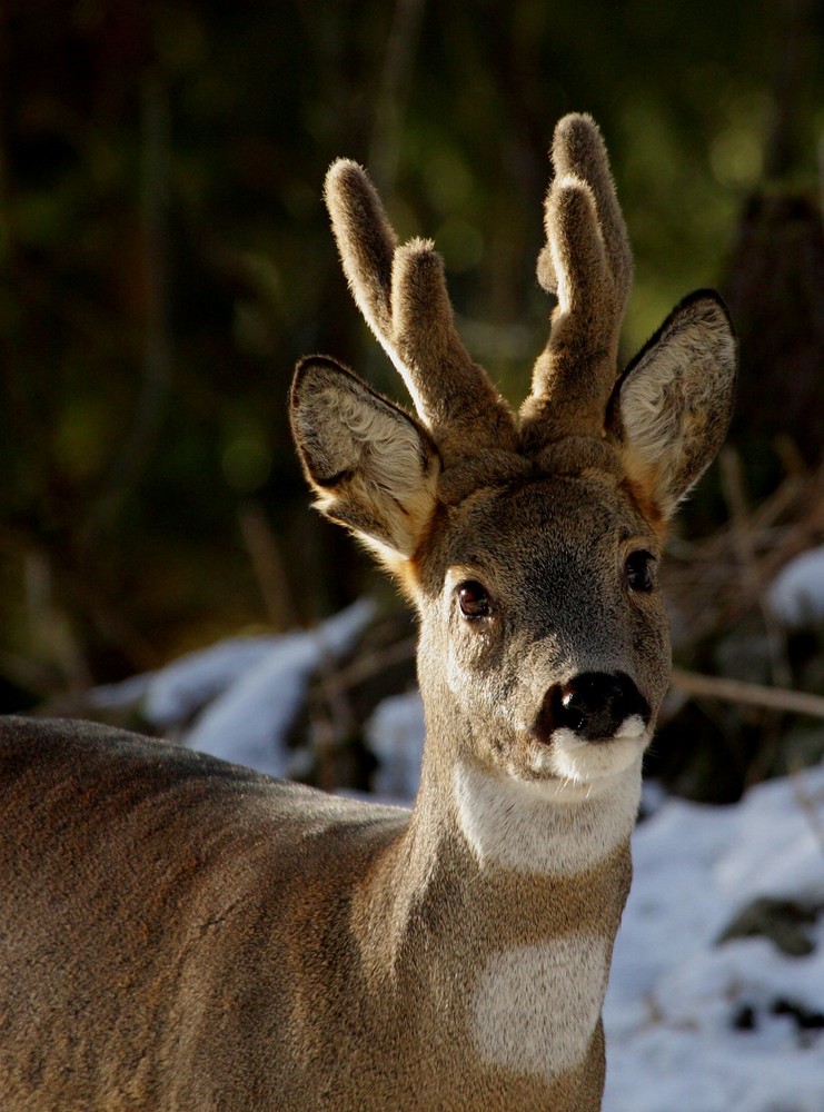 Rehbock Foto & Bild | tiere, wildlife, säugetiere Bilder auf fotocommunity