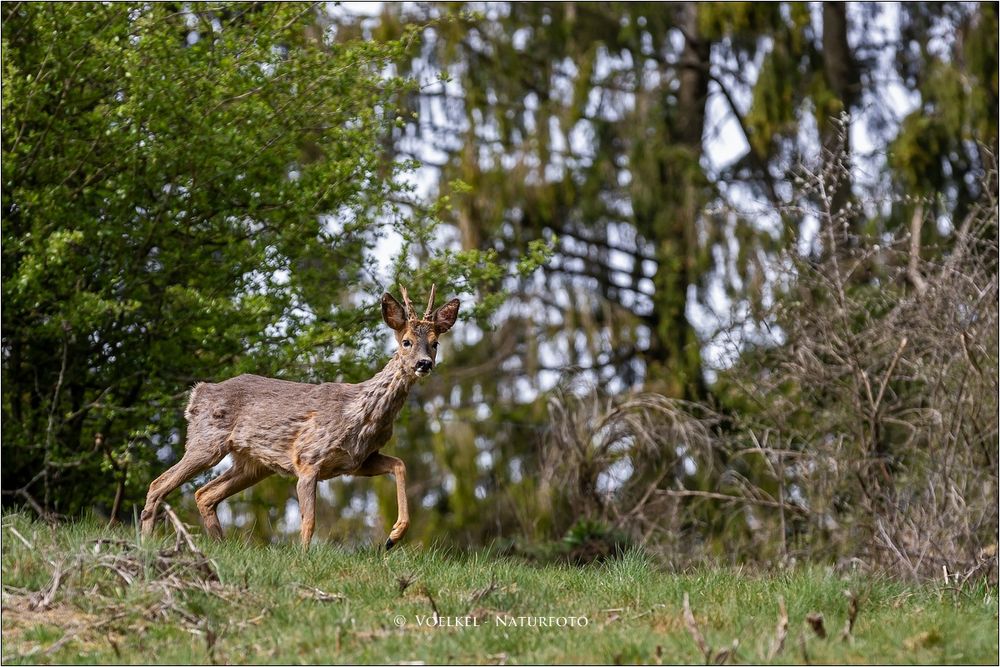 Rehbock | Voelkel-Naturfoto