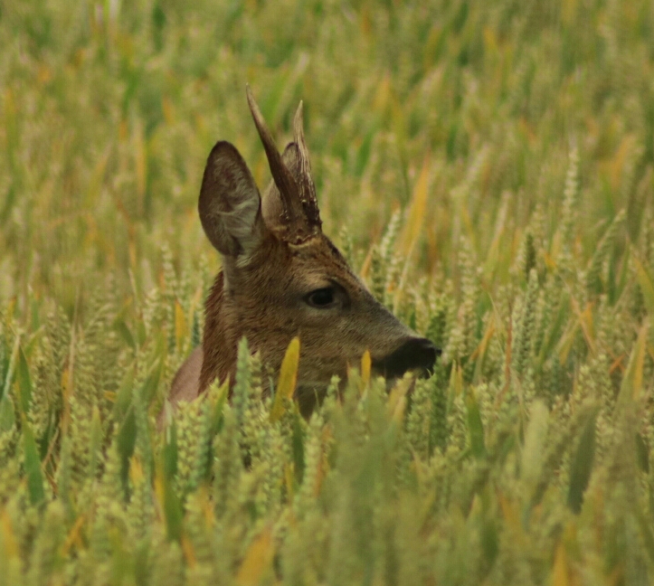 Rehbock Foto & Bild | natur, tiere, rehbock Bilder auf fotocommunity