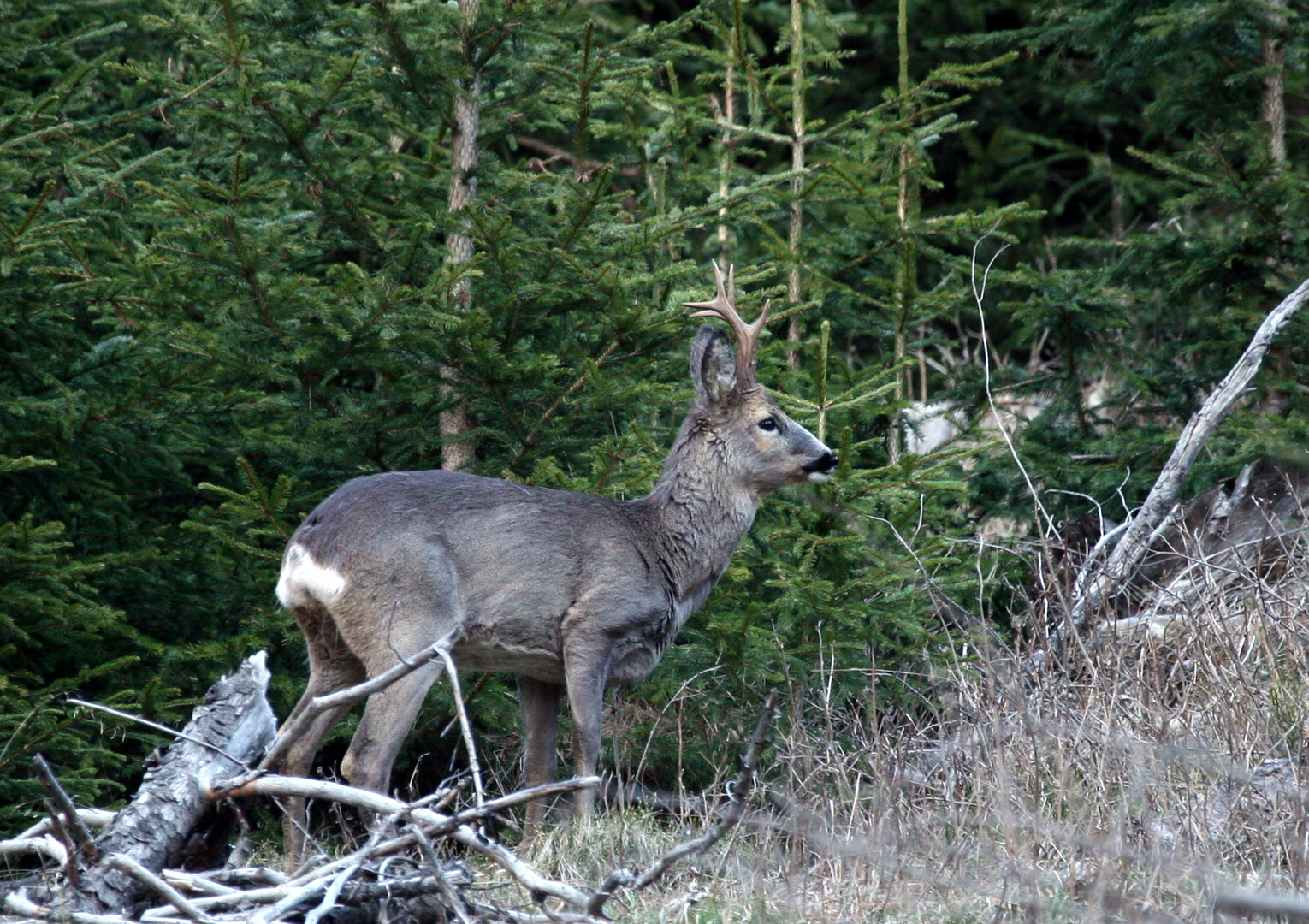 rehbock Foto & Bild | tiere, wildlife, säugetiere Bilder auf fotocommunity