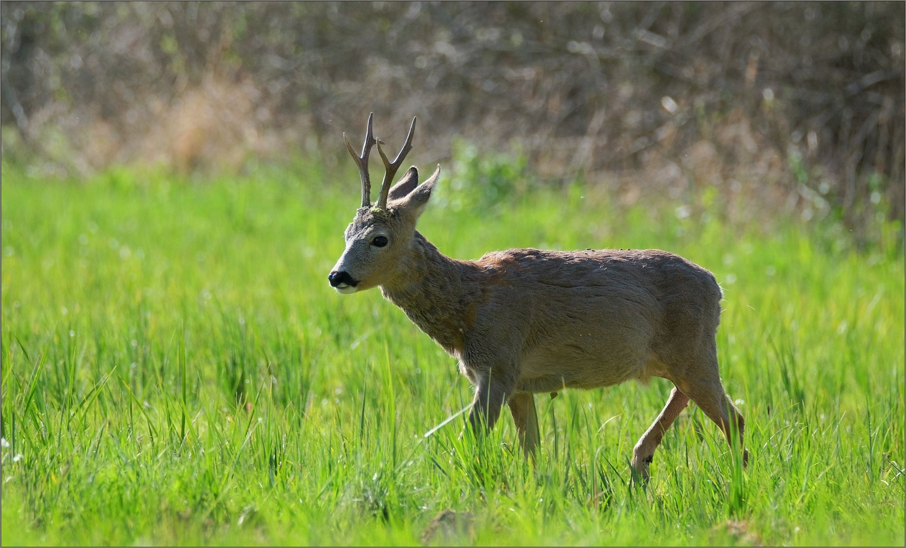 rehbock Foto & Bild | tiere, wildlife, säugetiere Bilder auf fotocommunity