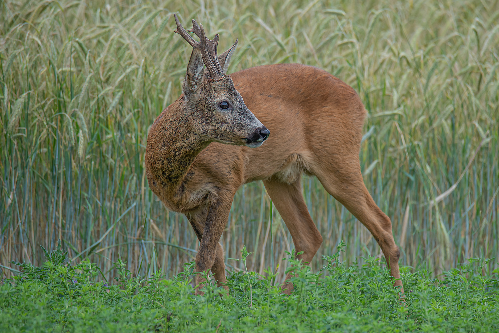 Rehbock Foto & Bild | wildlife, wild, wildlebende Bilder auf fotocommunity