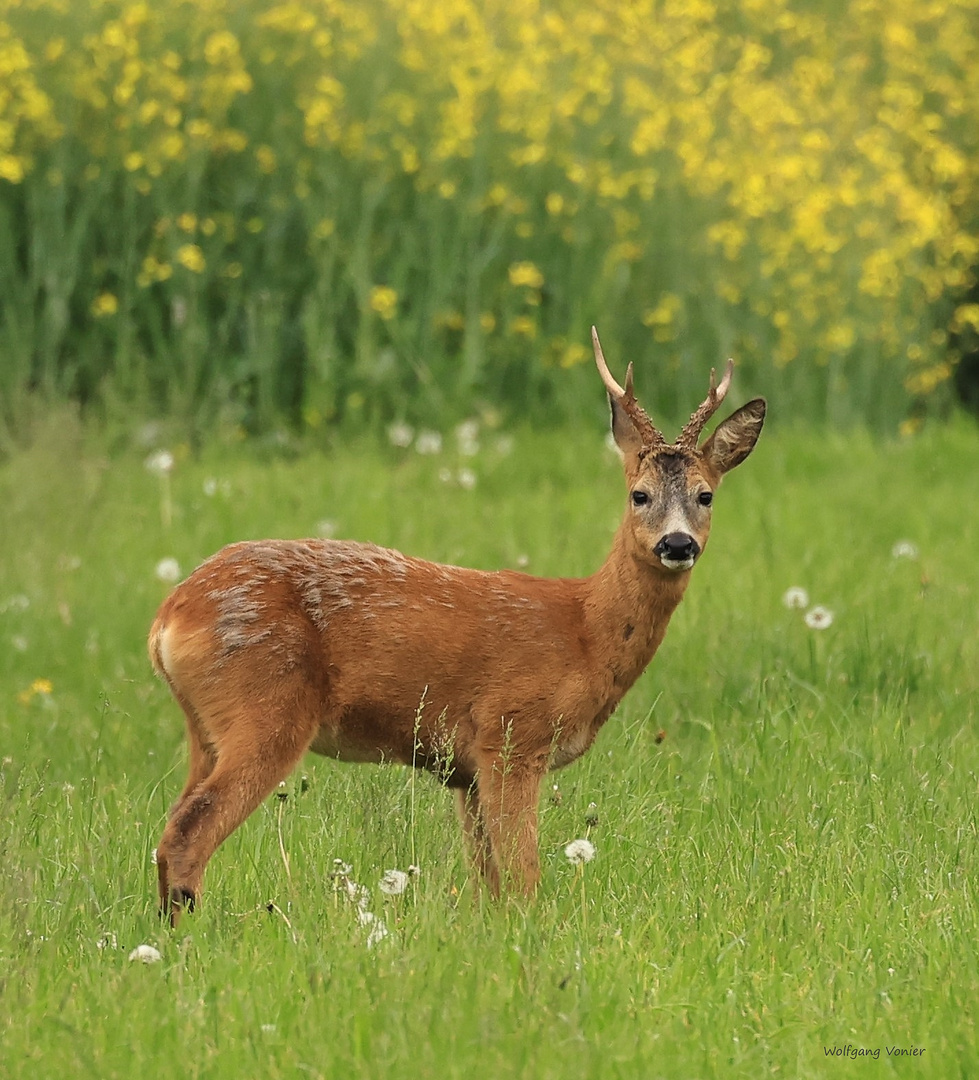 Rehbock Foto & Bild | tiere, wildlife, säugetiere Bilder auf fotocommunity