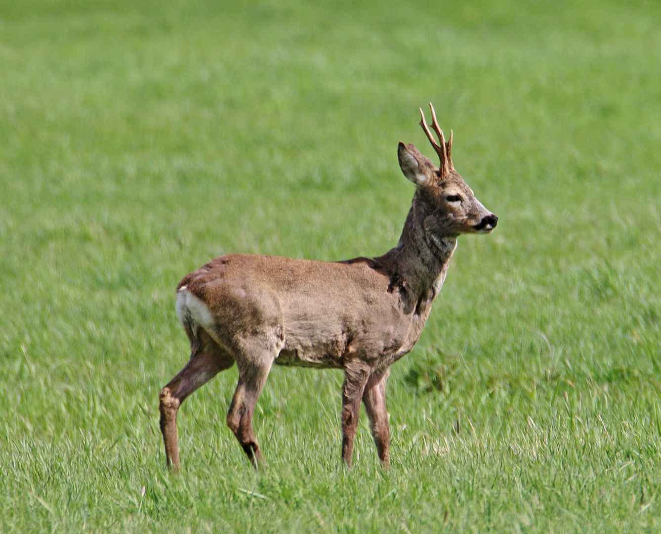 Rehbock Foto & Bild | wald, natur, tier Bilder auf fotocommunity