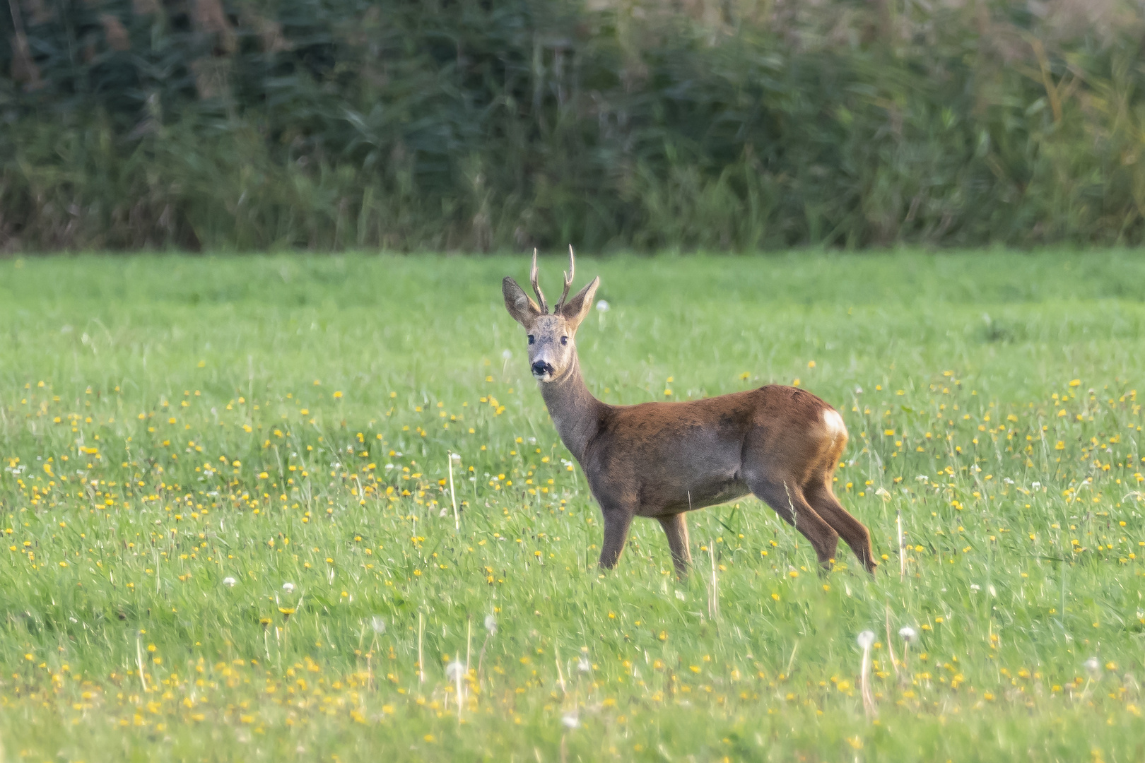 Rehbock Foto & Bild | wald, wiese, natur Bilder auf fotocommunity