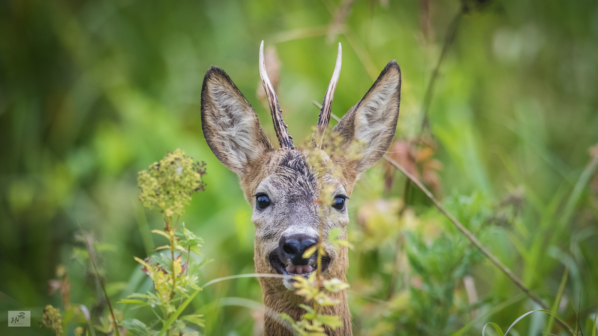 Rehbock Foto & Bild | wildlife, rehwild Bilder auf fotocommunity
