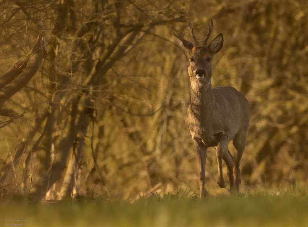 Rehbock im Abendlicht 4-1 Foto & Bild | natur, tiere, wildlife Bilder auf fotocommunity