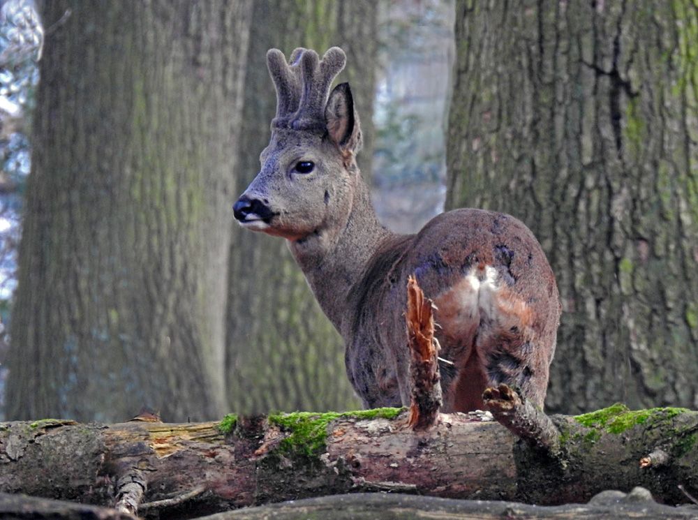 Rehbock im Bast. Foto & Bild | natur, wildlife, rehbock Bilder auf ...