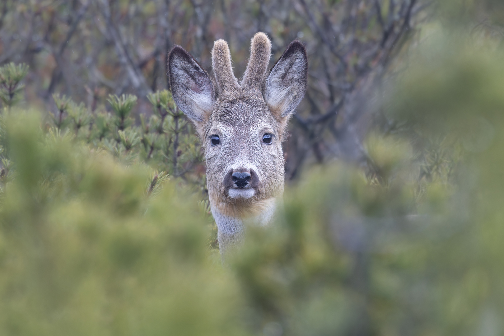 Rehbock im Moor Foto & Bild | tiere, wildlife, säugetiere Bilder auf ...