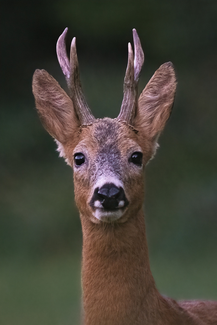 Rehbock im Porträt Foto & Bild | tiere, wildlife, säugetiere Bilder auf ...