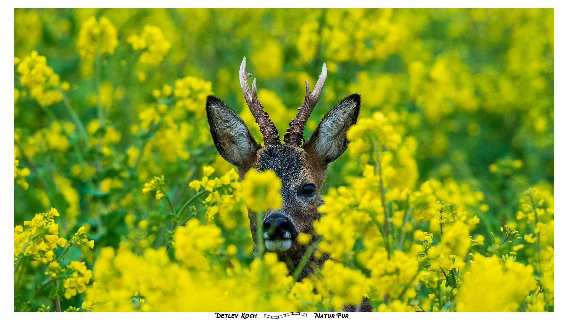 Rehbock im Raps - Mit dem zweiten sieht man besser Foto & Bild | tiere ...