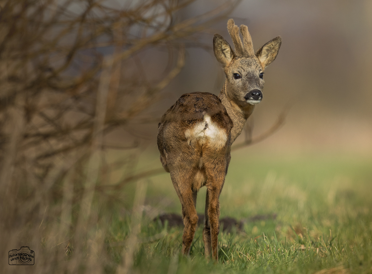 Rehbock in der Frühlingssonne-1 Foto & Bild | natur, wildlife Bilder ...