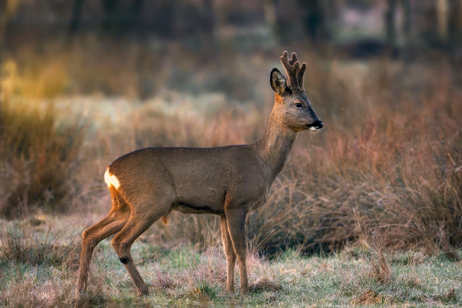 Rehbock in der Morgendämmerung Foto & Bild | tiere, wildlife ...