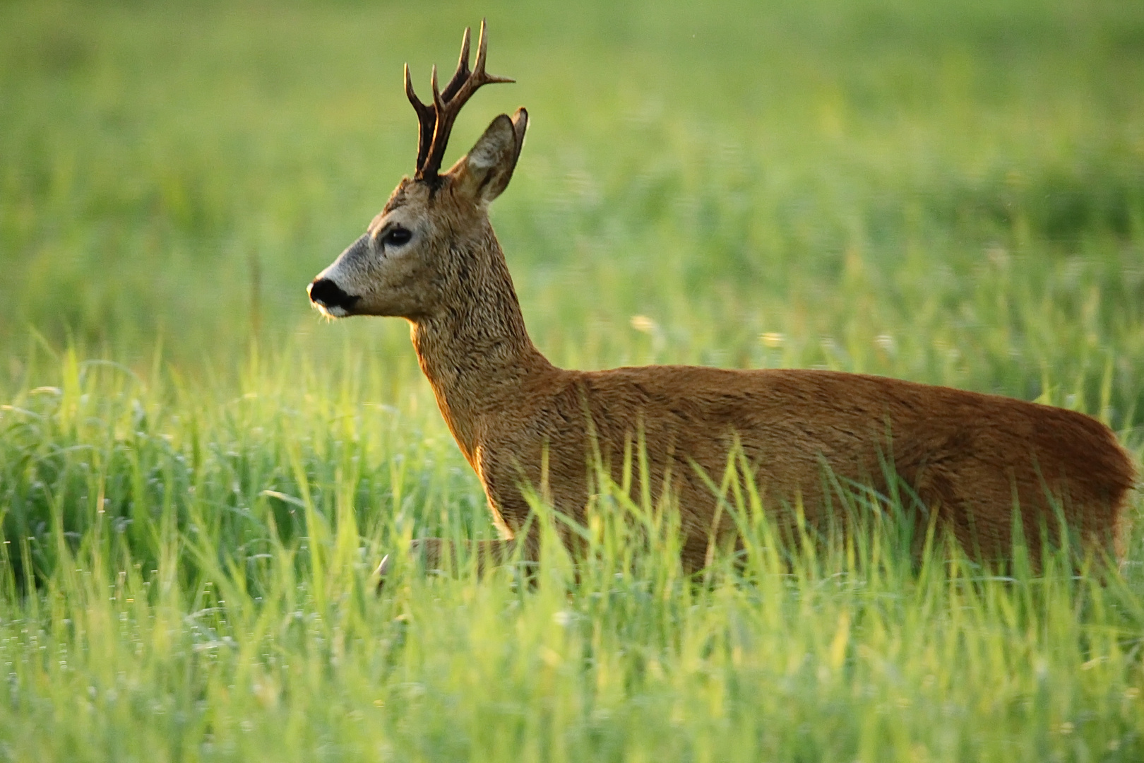Rehbock in der Wiese Foto & Bild | tiere, wildlife, säugetiere Bilder ...