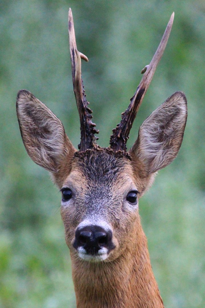 Rehbock, Porträt Foto & Bild | wald, sommer, wiese Bilder auf fotocommunity