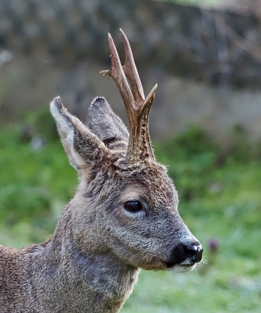 Rehbock Portrait Foto & Bild | tiere, wildlife, säugetiere Bilder auf ...