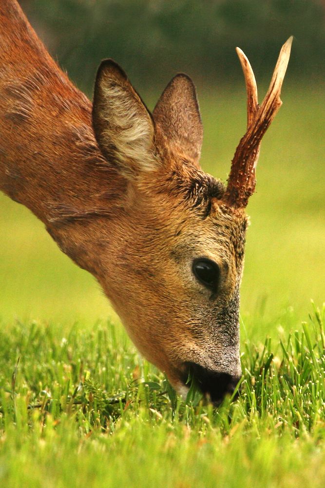 Rehbock-Portrait Foto & Bild | tiere, wildlife, säugetiere Bilder auf ...