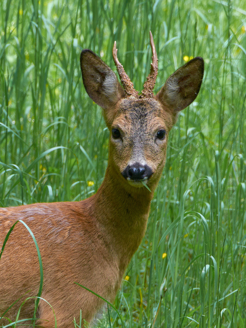 Rehbock-Portrait Foto & Bild | tiere, wildlife, säugetiere Bilder auf ...