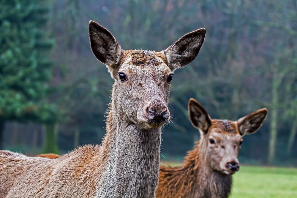 Rehbraune Augen Foto & Bild | natur, tiere, wildlife Bilder auf ...
