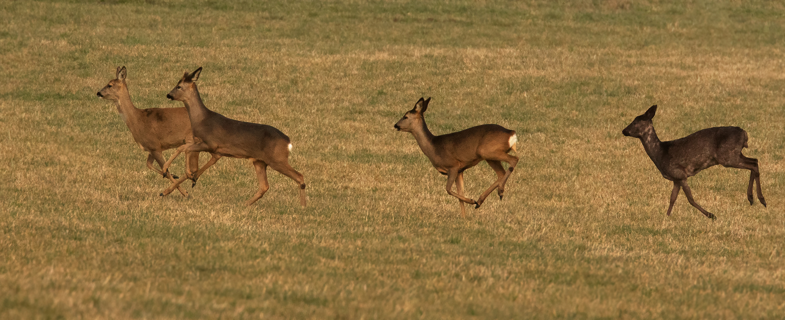 Rehe 001 Foto & Bild | deutschland, europe, nordrhein- westfalen Bilder ...
