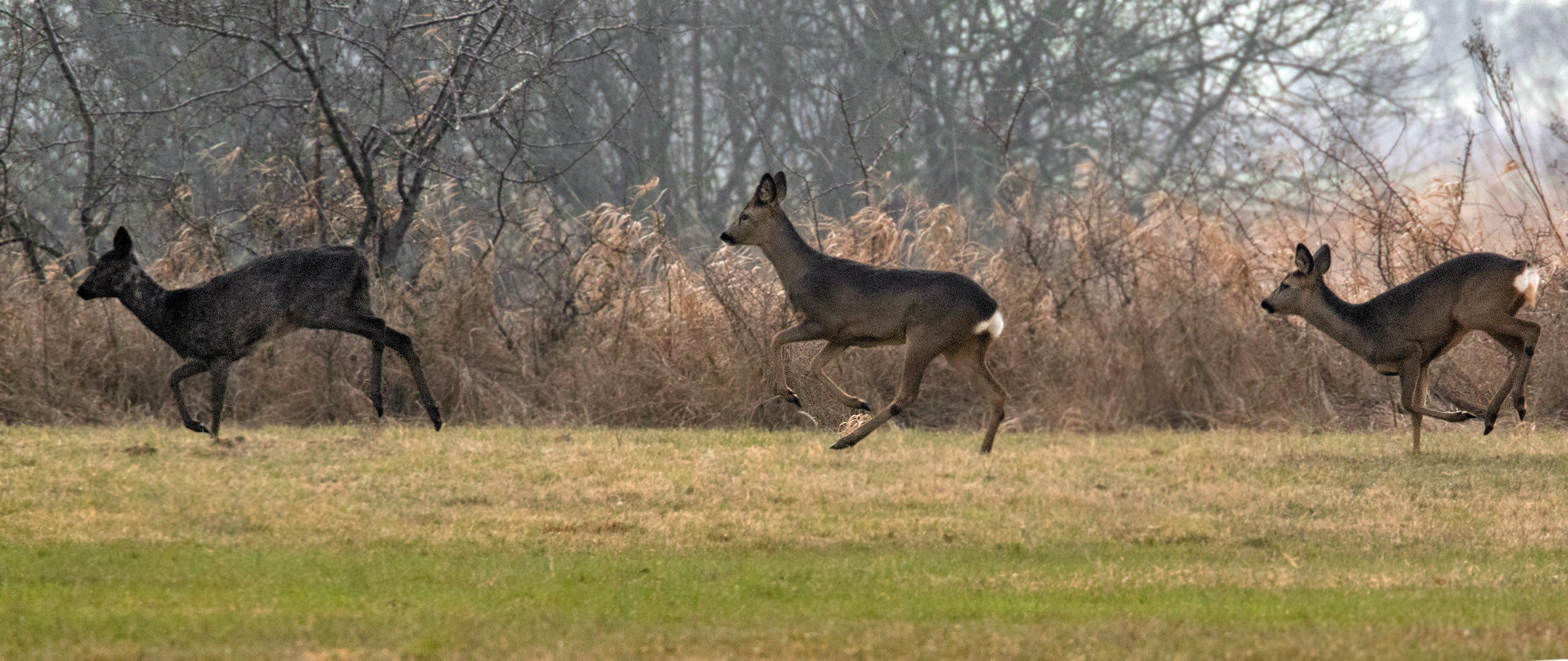 Rehe 002 Foto & Bild | tiere, wildlife, säugetiere Bilder auf fotocommunity