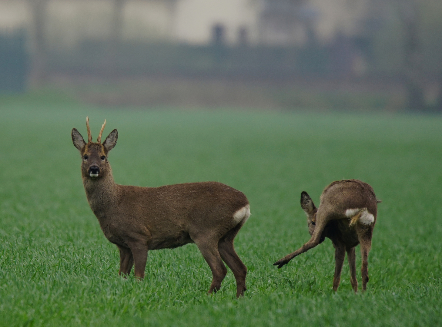 Rehe. Foto & Bild | tiere, wildlife, säugetiere Bilder auf fotocommunity