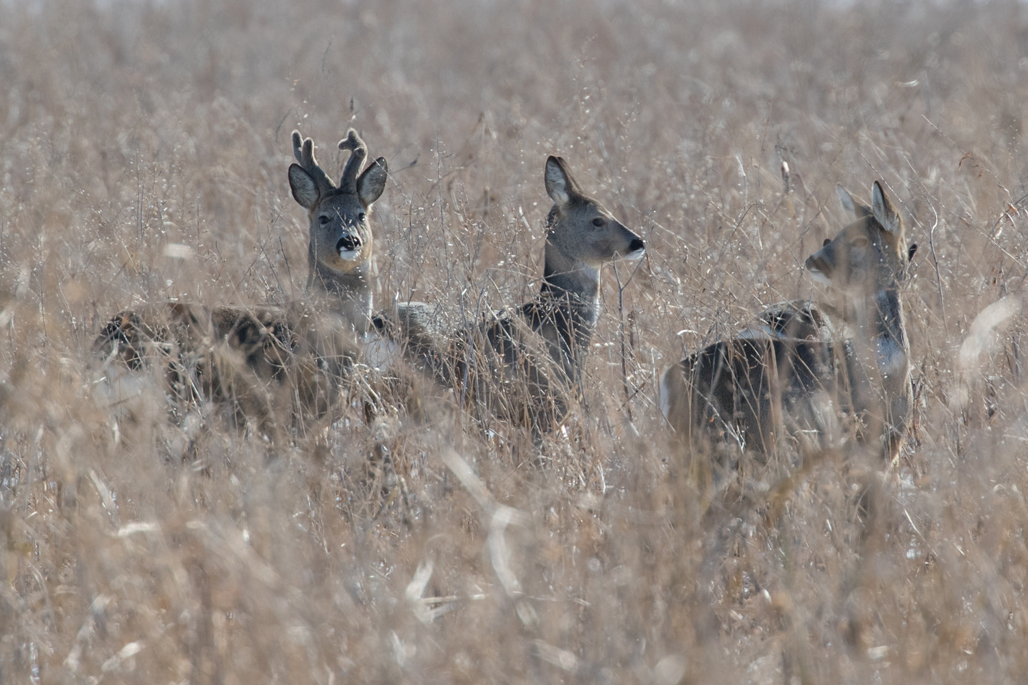 Rehe Foto & Bild | tiere, wildlife, säugetiere Bilder auf fotocommunity