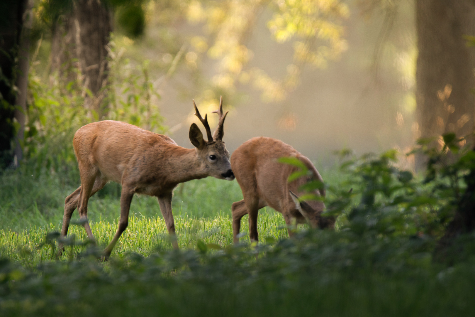 Rehe Foto & Bild | erwachsene menschen, tiere, wildlife Bilder auf ...