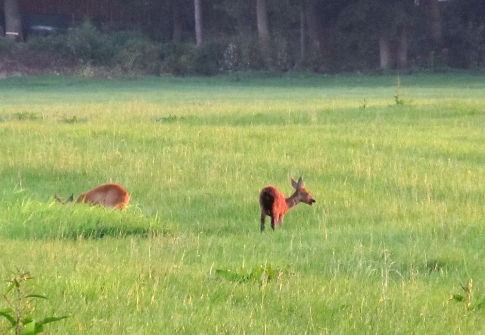 Rehe ........ Foto & Bild | wald, bäume, wiese Bilder auf fotocommunity