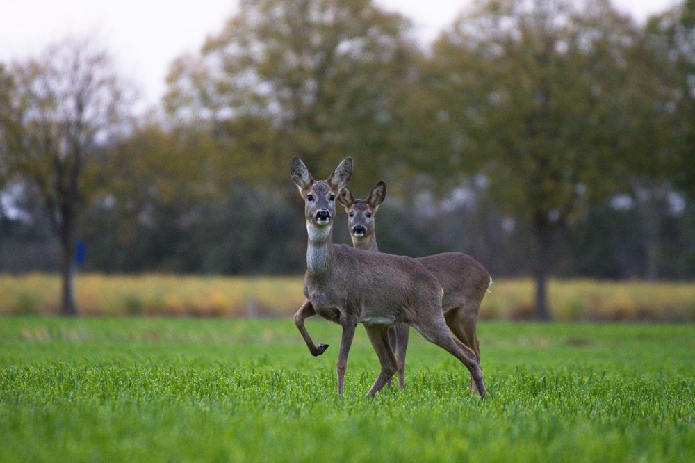 Rehe Foto & Bild | natur, tiere, wildlife Bilder auf fotocommunity