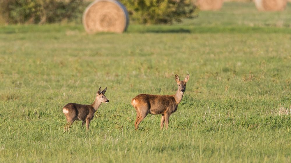 Rehe Foto & Bild | fotos, natur, landschaft Bilder auf fotocommunity