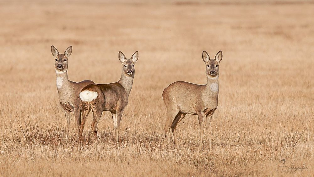 Rehe Foto & Bild | tiere, wildlife, säugetiere Bilder auf fotocommunity