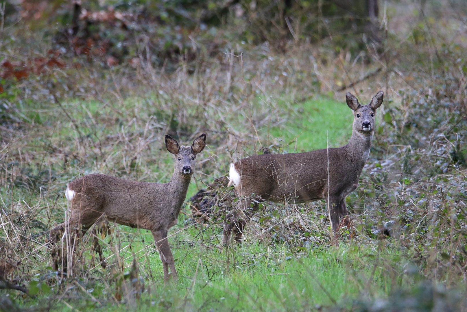 Rehe Foto & Bild | tiere, wildlife, säugetiere Bilder auf fotocommunity