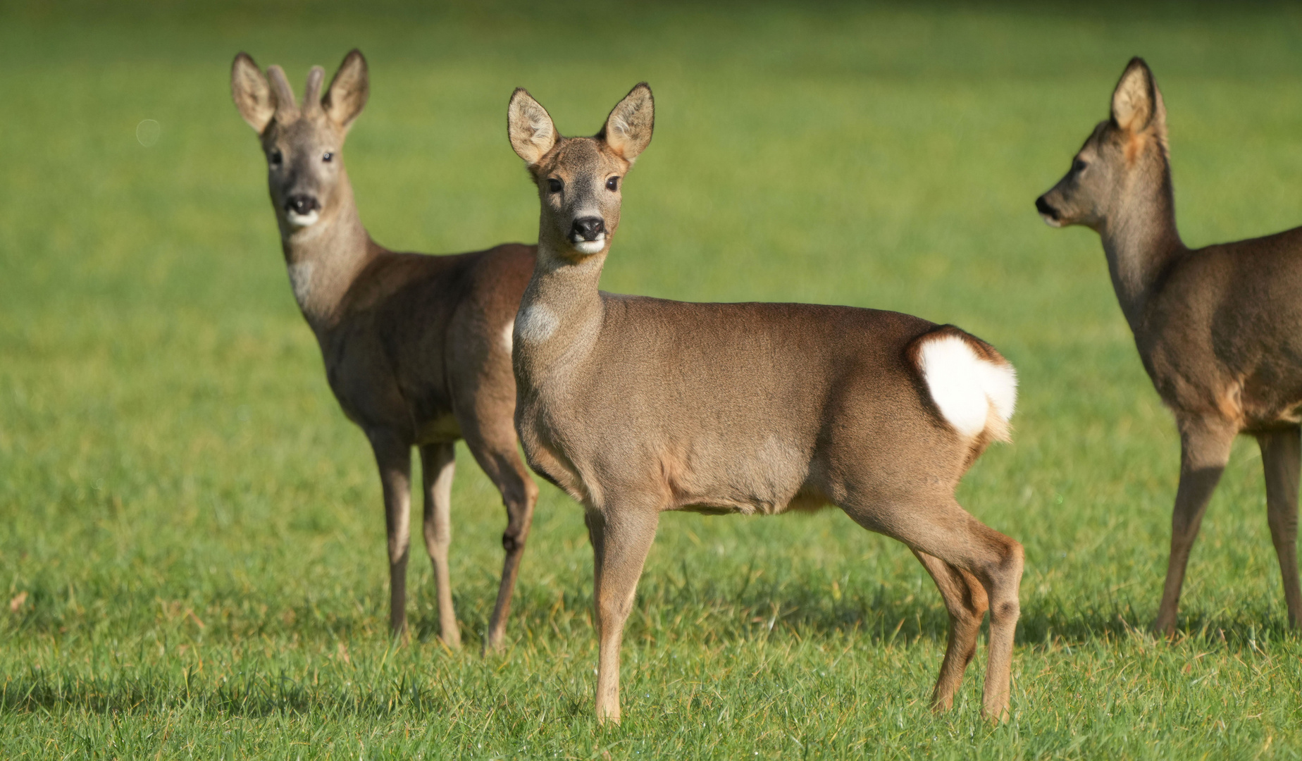 Rehe. Foto & Bild | tiere, wildlife, säugetiere Bilder auf fotocommunity