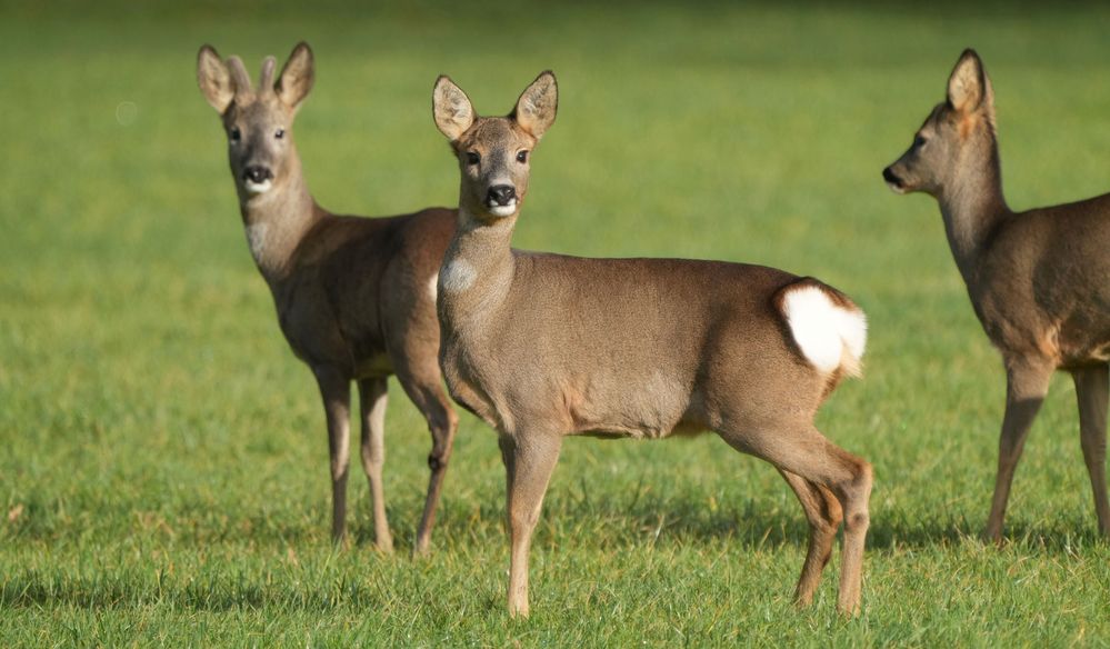 Rehe. Foto & Bild | tiere, wildlife, säugetiere Bilder auf fotocommunity