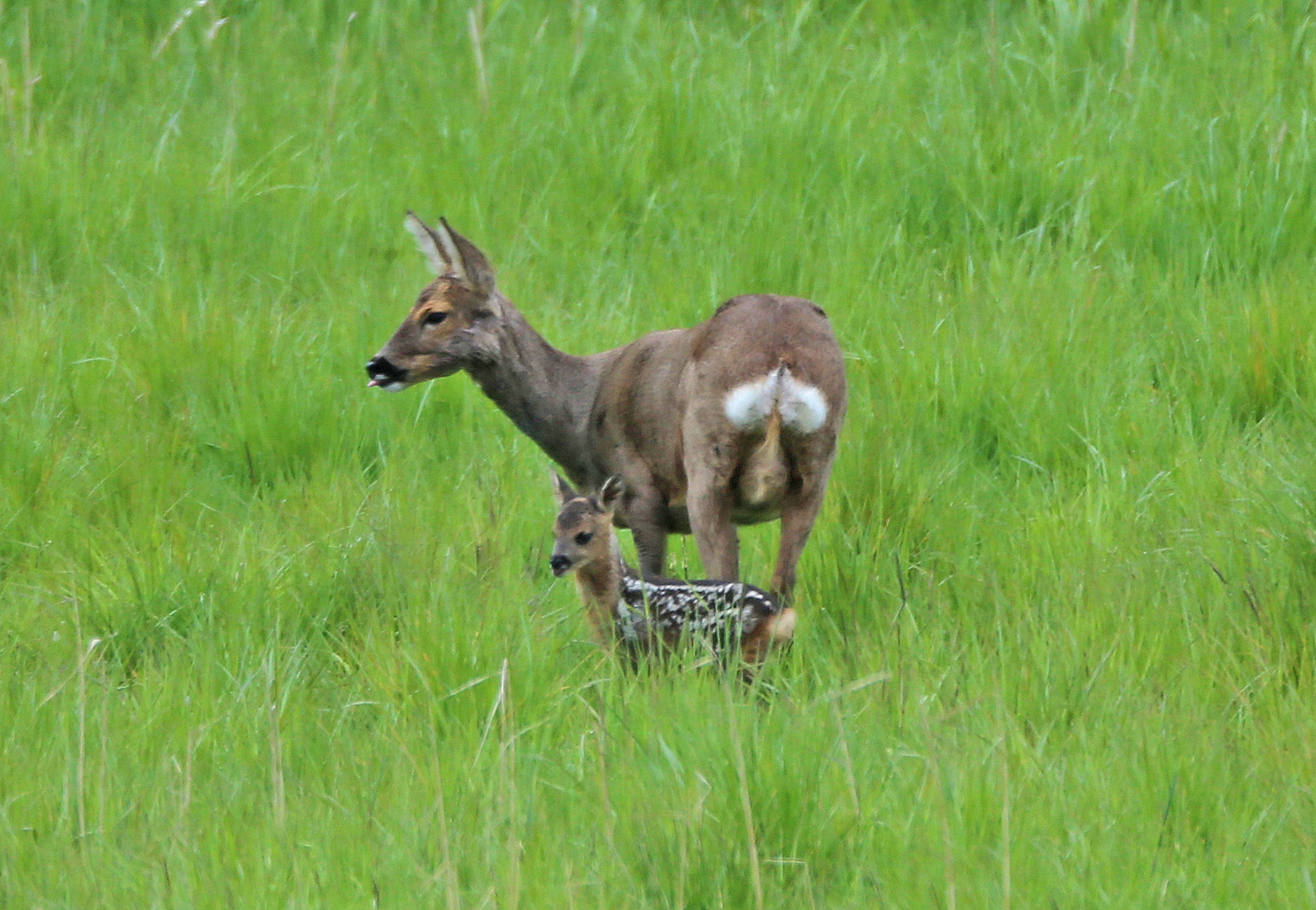 Rehe -3- Foto & Bild | natur haarwild, tiere, wildlife Bilder auf ...
